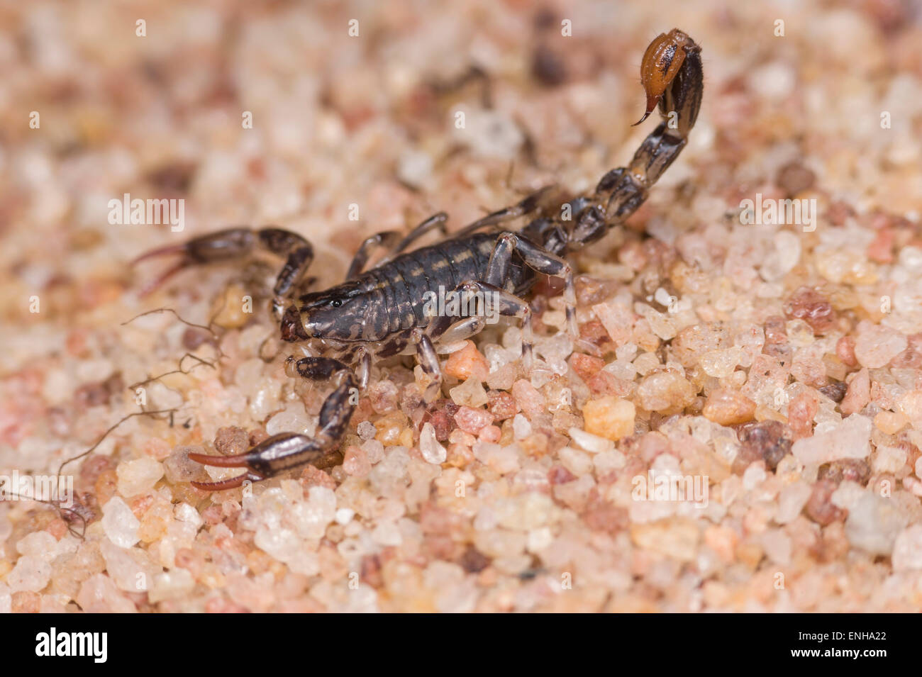 Little marbled scorpion (Lycas marmoreus Stock Photo - Alamy