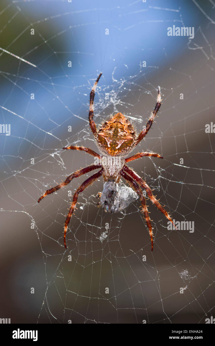 Garden orb-weaving spider Stock Photo - Alamy