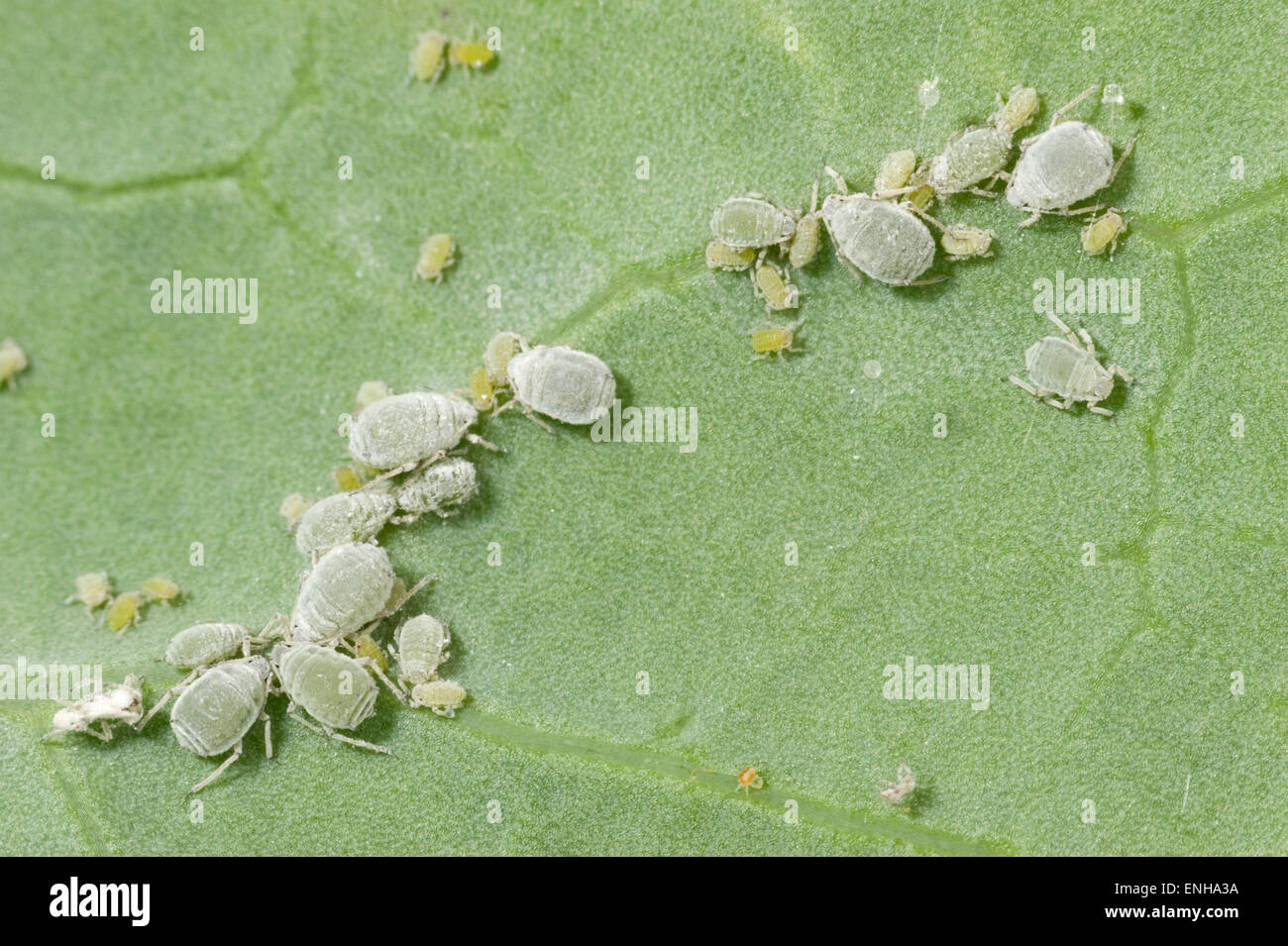 Aphids broccoli hi-res stock photography and images - Alamy Aphids broccoli hi-res stock photography and images - Alamy