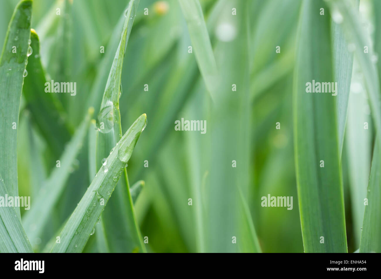 Close up grass drops rain hi-res stock photography and images - Alamy