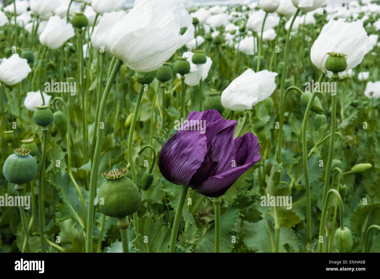 Opium poppy field, (Papaver somniferum), Turkey Stock Photo - Alamy