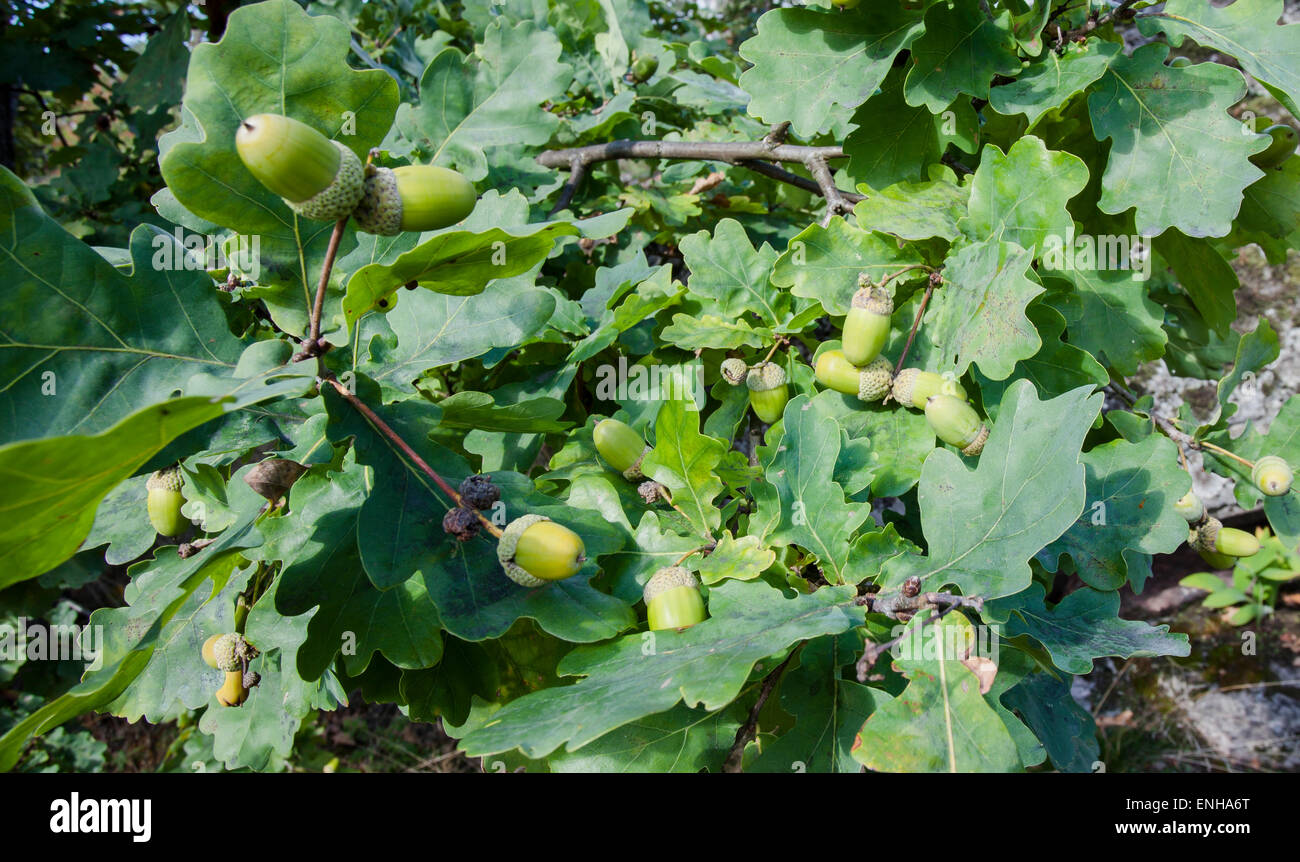 Oak tree quercus robur branch hi-res stock photography and images - Alamy