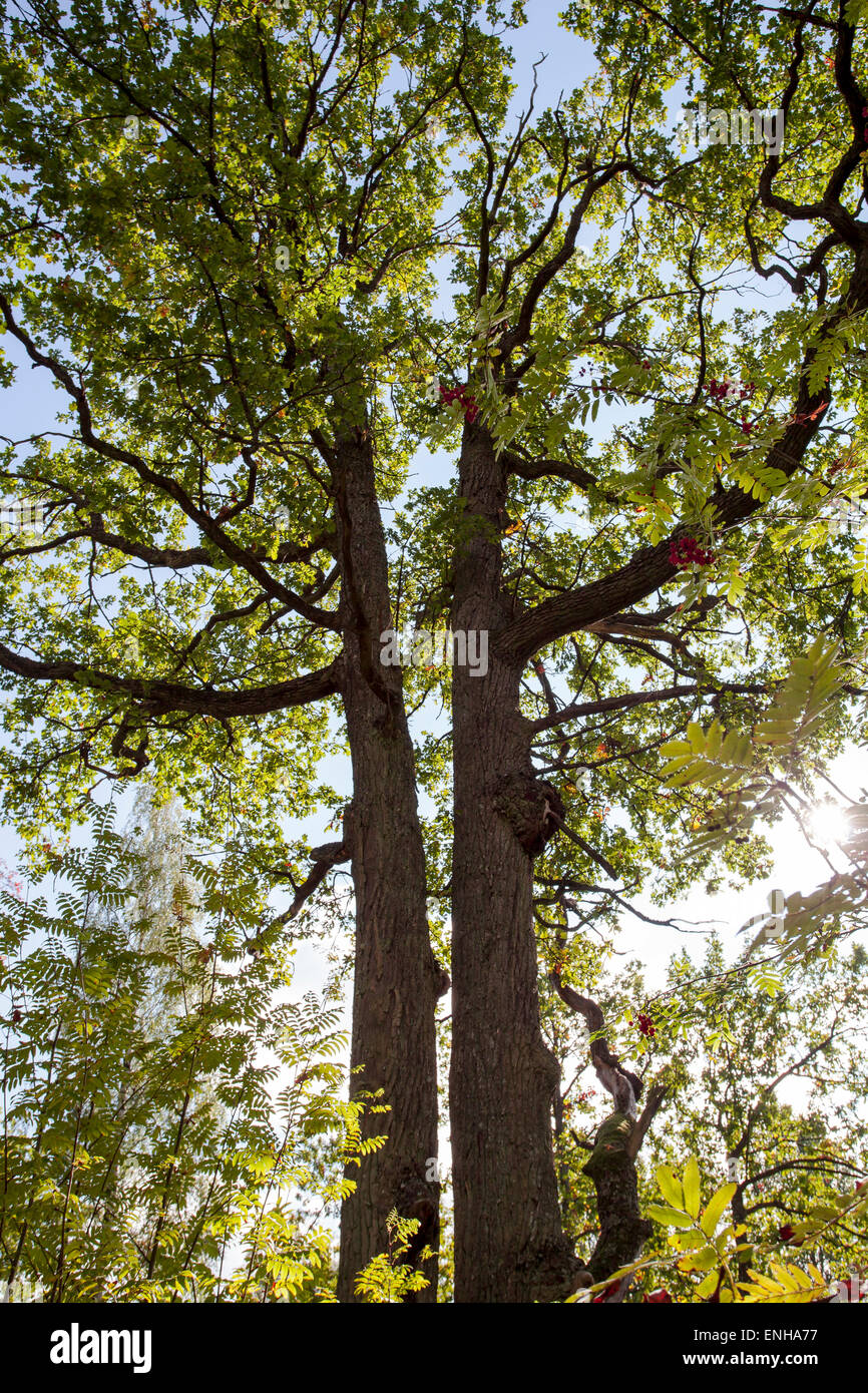 Oak tree quercus robur branch hi-res stock photography and images - Alamy