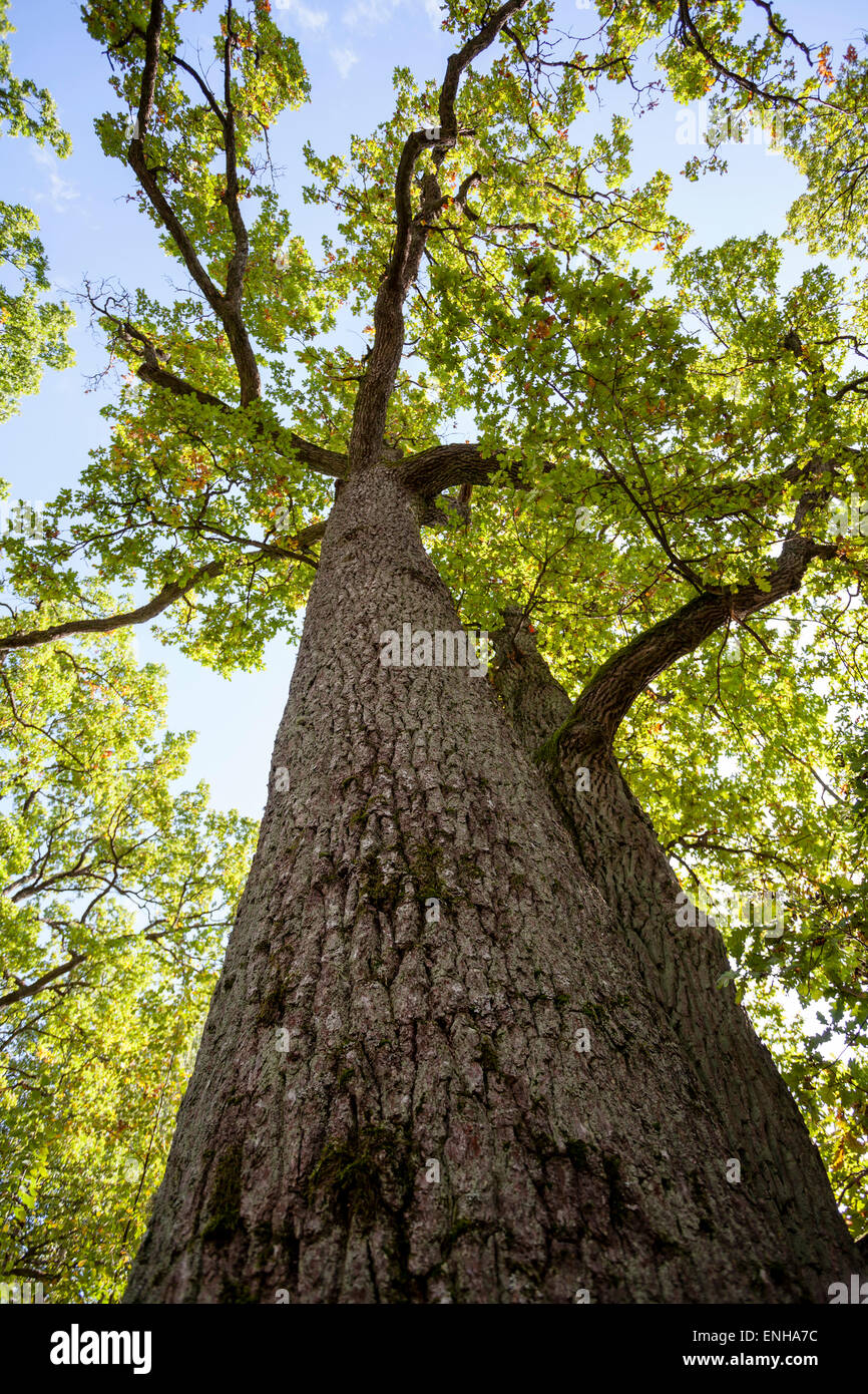 Oak trunk (Quercus robur Stock Photo - Alamy