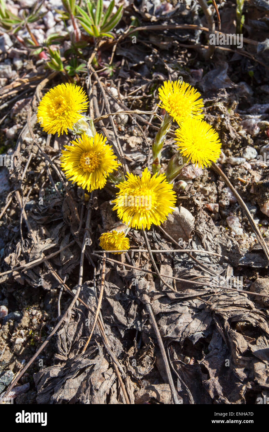 Coltsfoot plant plants hi-res stock photography and images - Alamy