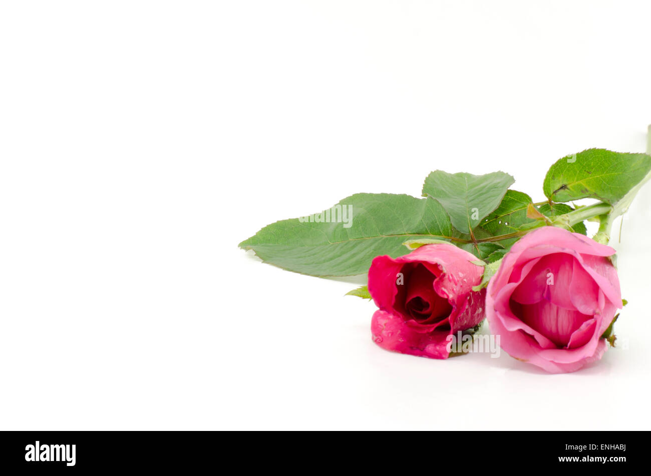 beautiful rose flower isolated on white background Stock Photo - Alamy