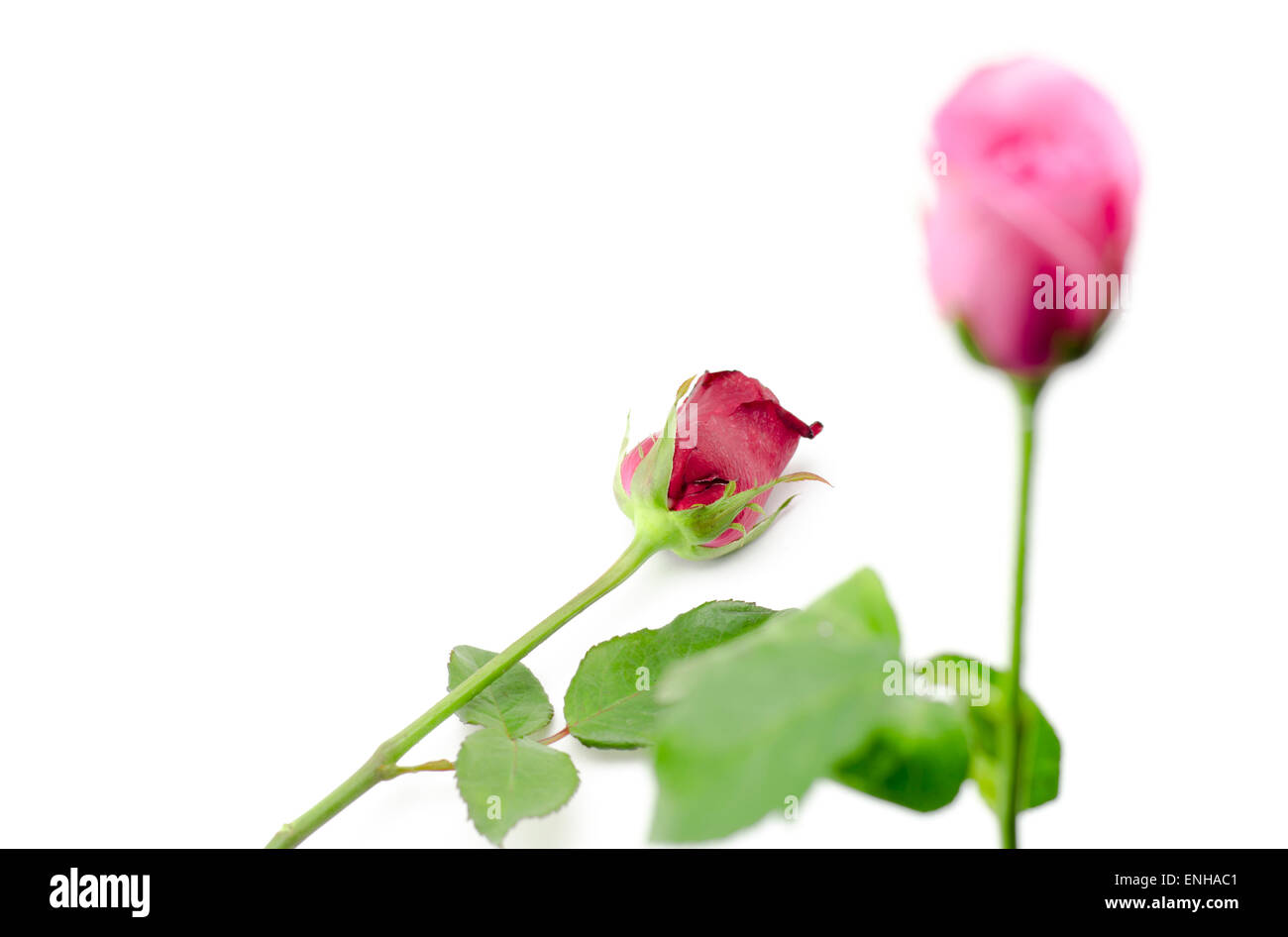beautiful rose flower isolated on white background Stock Photo - Alamy