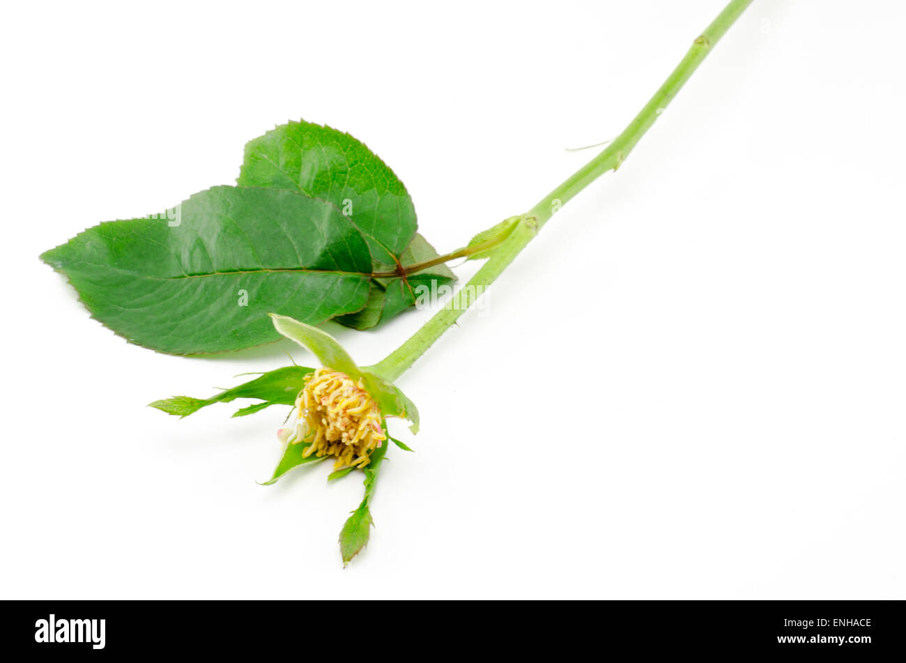 beautiful rose flower isolated on white background Stock Photo - Alamy