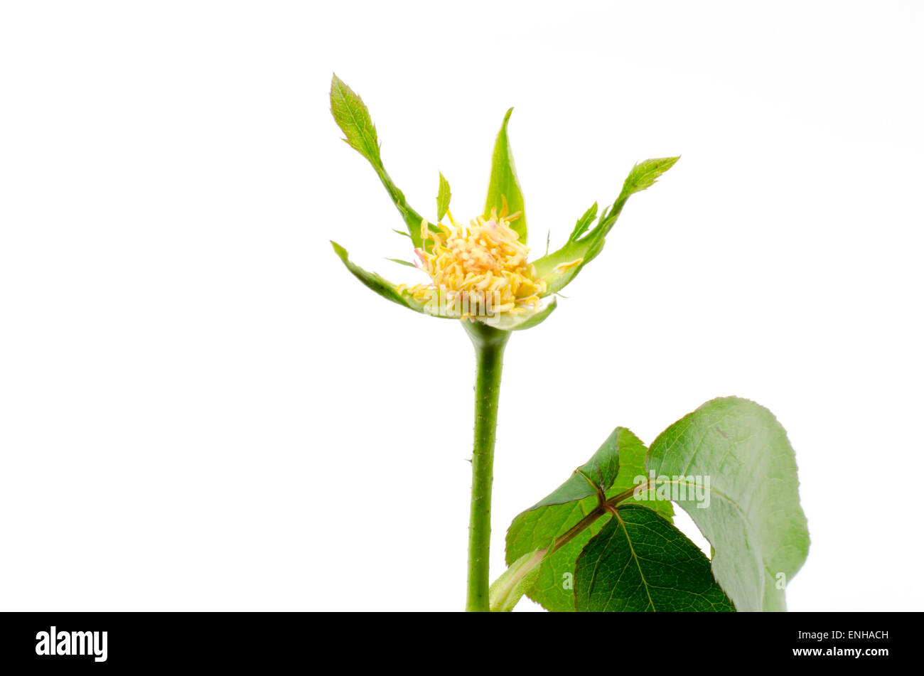 beautiful rose flower isolated on white background Stock Photo - Alamy