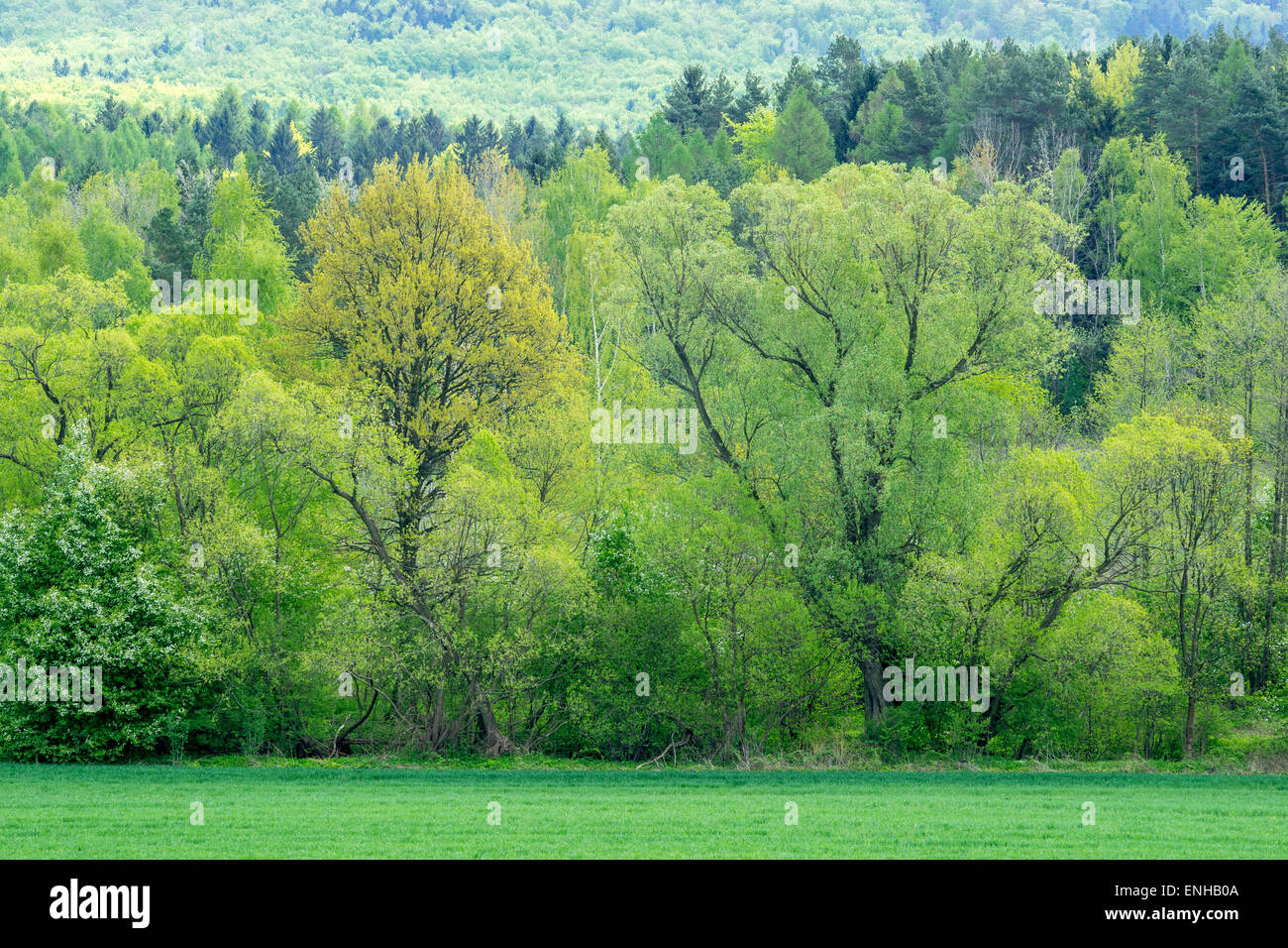 Spring forest with fresh spring greenery Stock Photo - Alamy