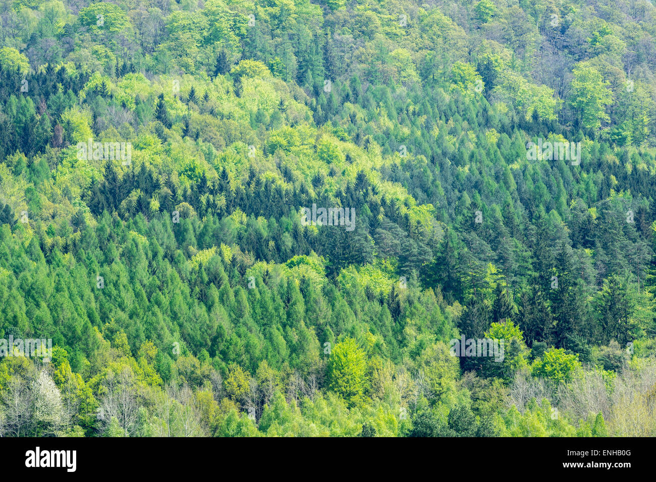 Greenery hi-res stock photography and images - Alamy