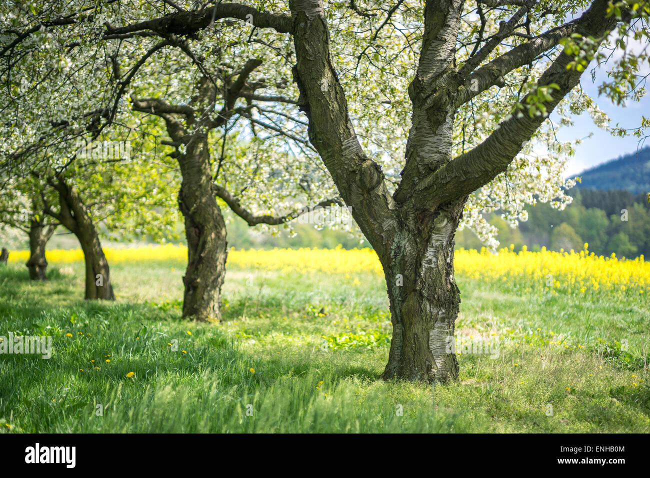 Gnarled crooked old cherry trees blooming Stock Photo - Alamy