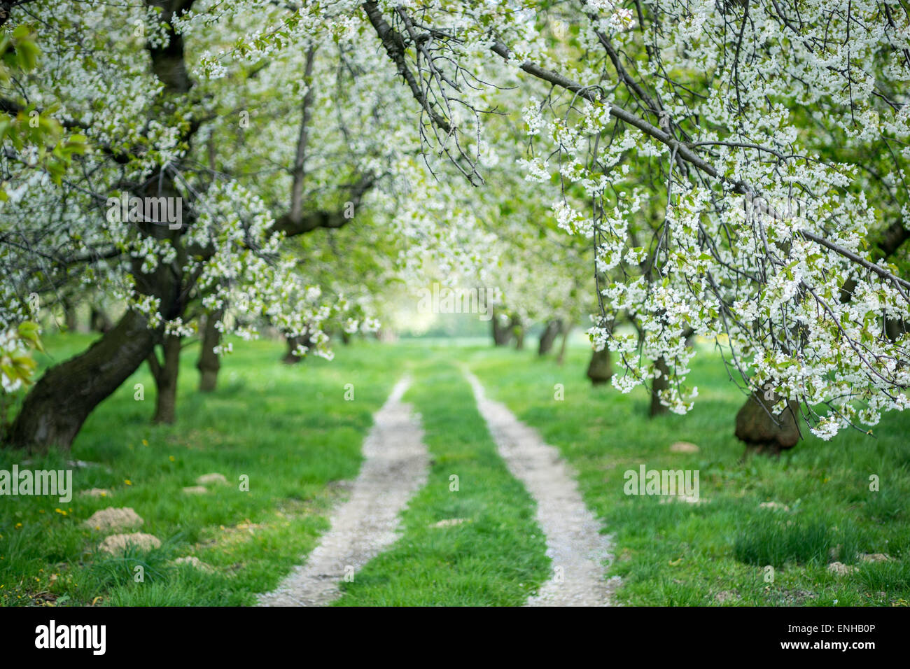 Gnarled crooked old cherry trees blooming Stock Photo - Alamy