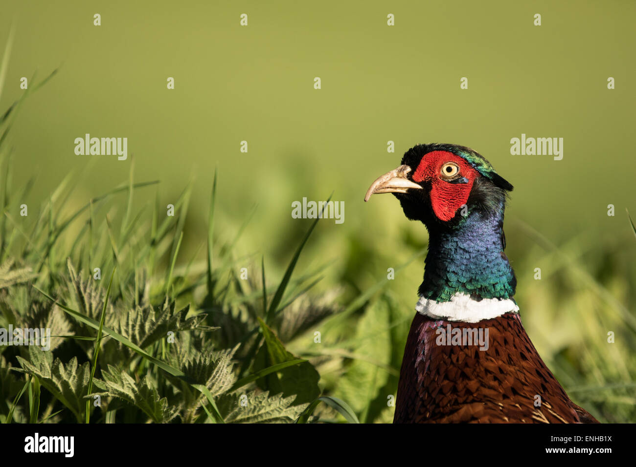 Wild Male Cock Pheasant, ring neck Pheasant, Phasianus colchicus, Standing on green grass , with ...