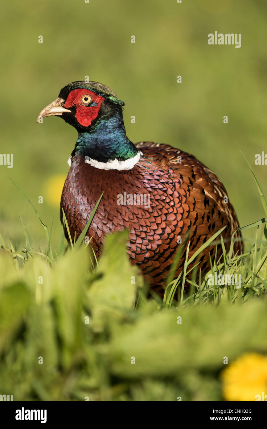 Wild Male Cock Pheasant, ring neck Pheasant, Phasianus colchicus ...