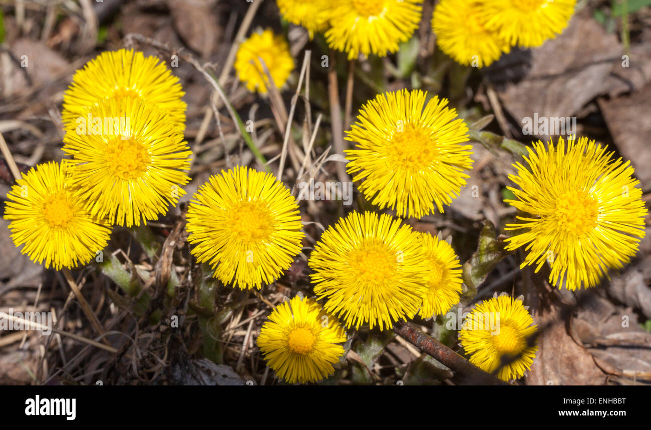 Coltsfoot plant High Resolution Stock Photography and Images - Alamy
