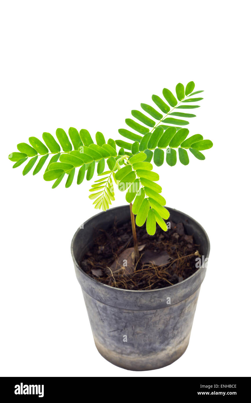 Tamarindus indica pot hi-res stock photography and images - Alamy