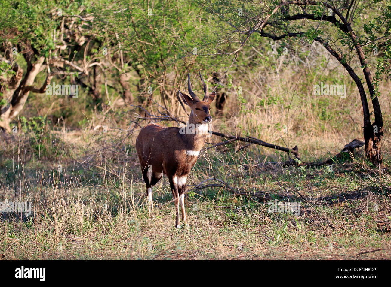 Bushbuck (Tragelaphus scriptus sylvaticus), adult male, Kruger National ...