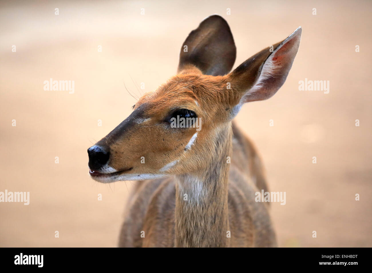 Bushbuck (Tragelaphus scriptus sylvaticus), young, Kruger National Park ...