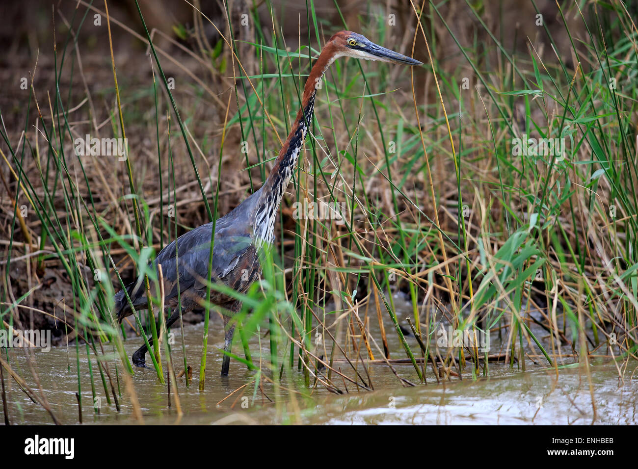 Goliath Heron (Ardea goliath), adult, foraging in the water, Saint ...
