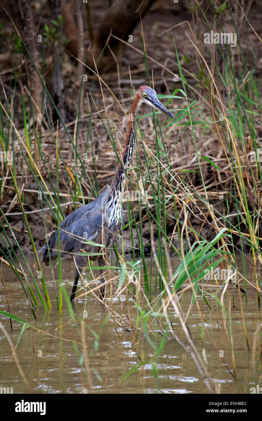 Goliath Heron (Ardea goliath), adult, foraging in the water, Saint ...