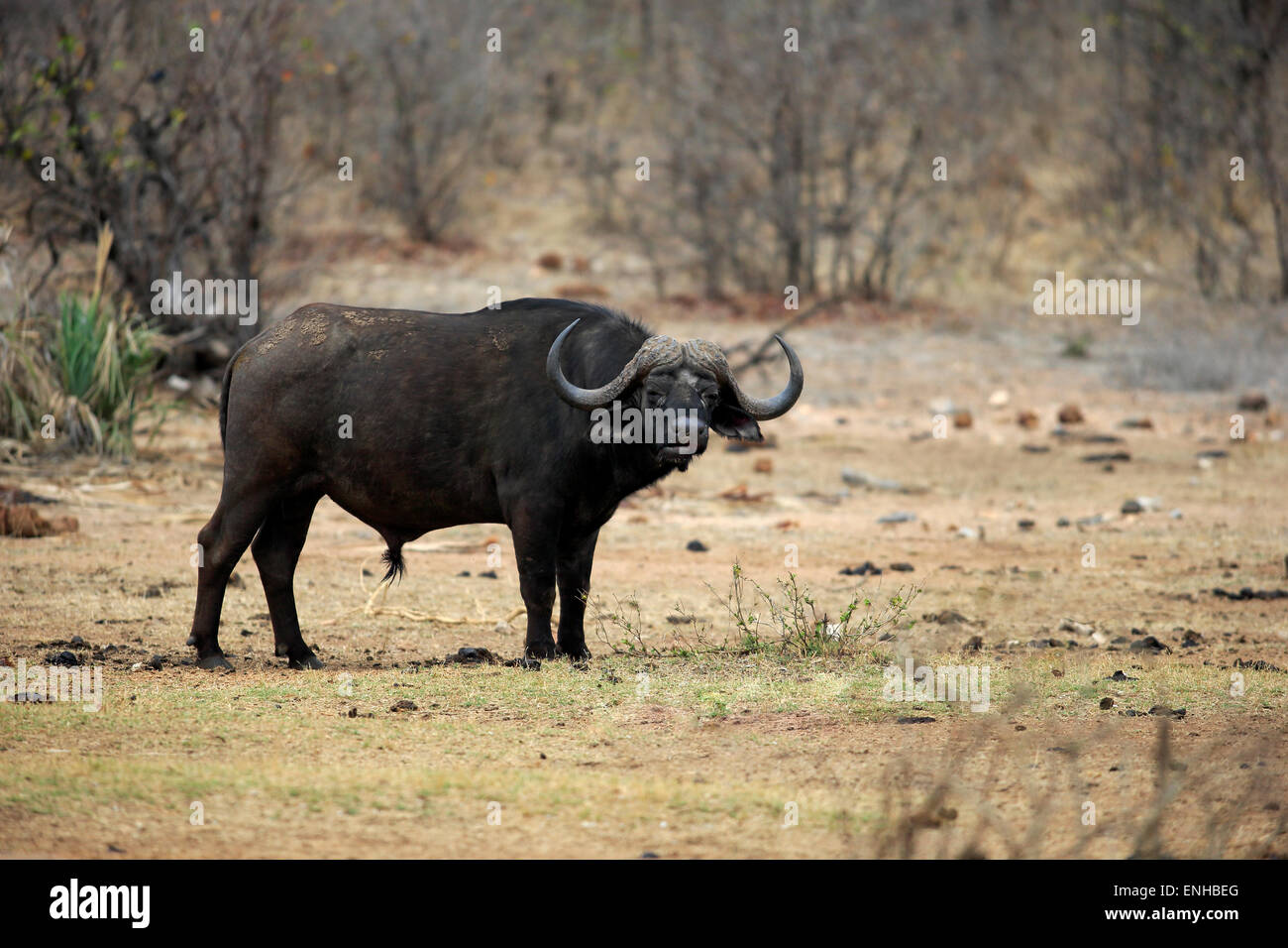 African buffalo syncerus side view hi-res stock photography and images ...