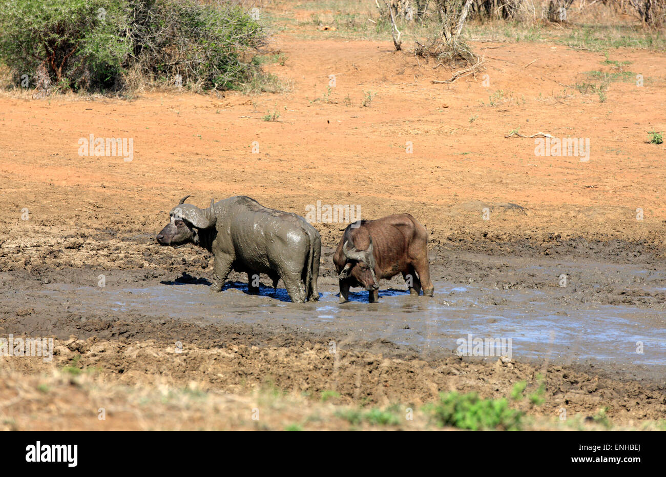 Buffalo pair hi-res stock photography and images - Alamy