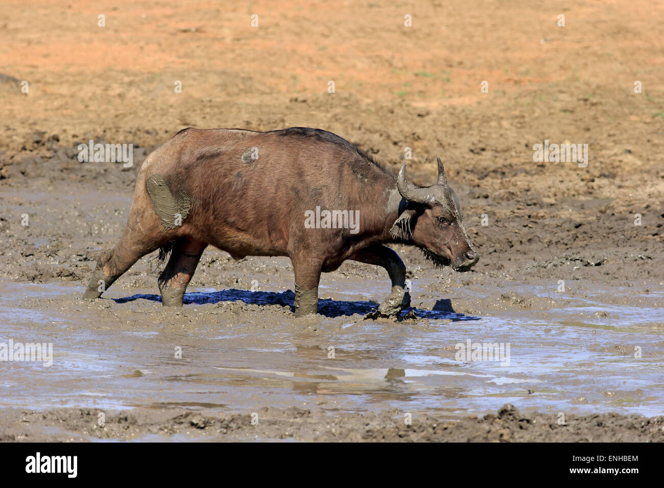 African buffalo in mud hi-res stock photography and images - Alamy