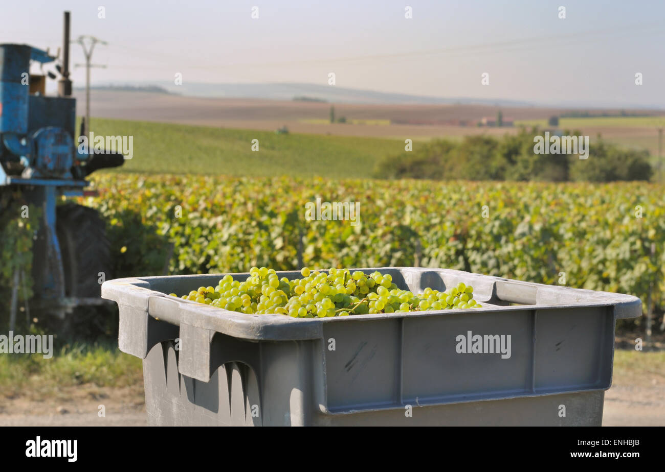 box full of white grape to Champagne hillsides landscape Stock Photo ...