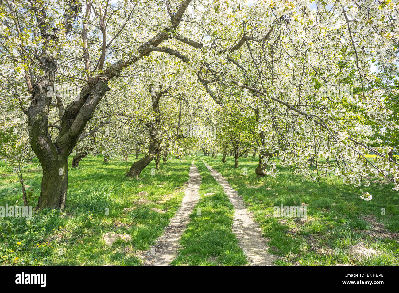 Old crooked trees hi-res stock photography and images - Alamy