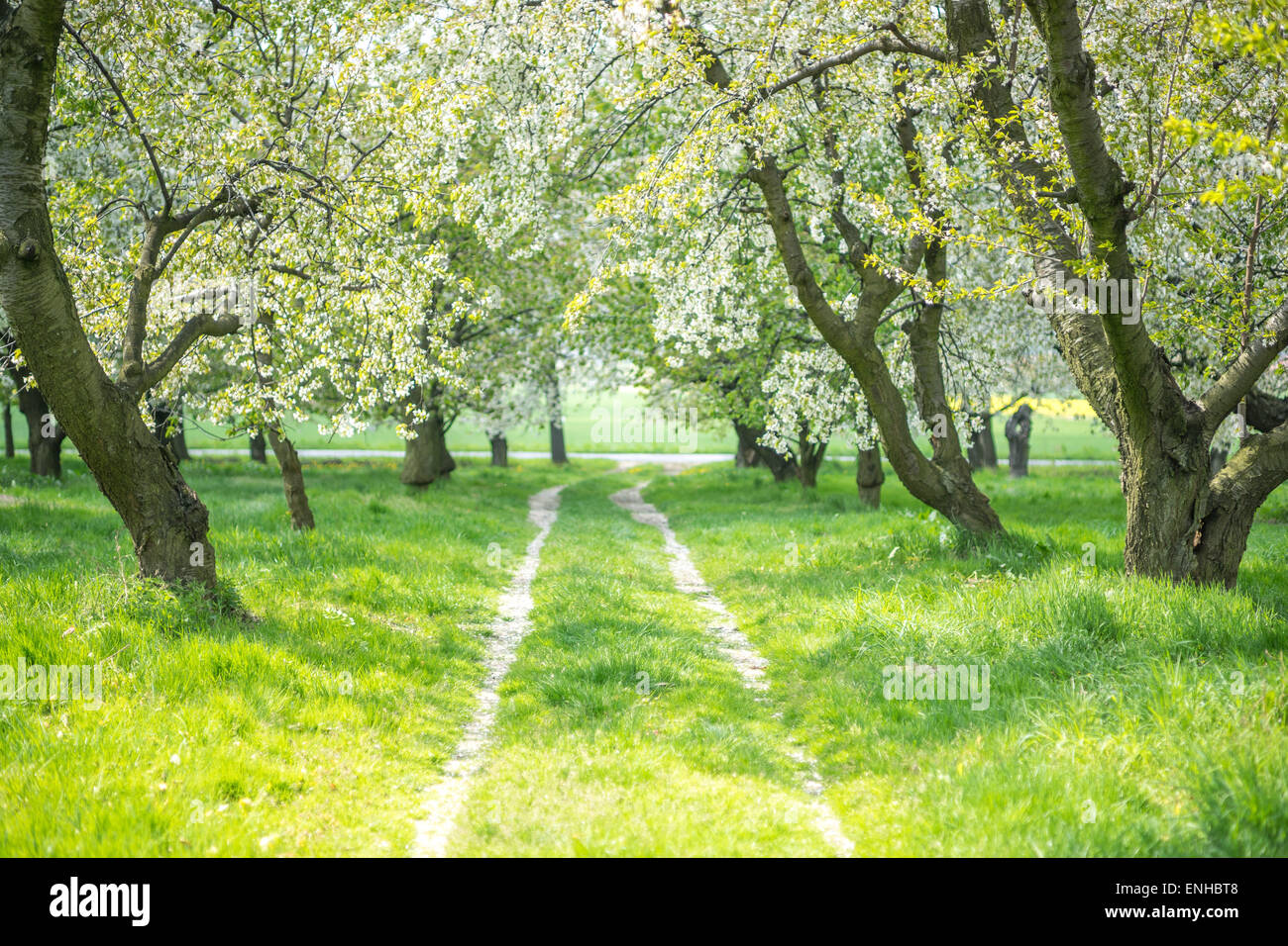 Old Cherry Trees Cherry Orchard Blooming High Resolution Stock ...