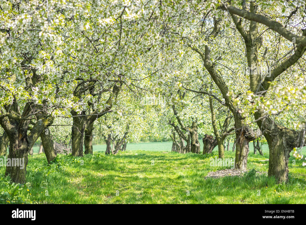Old Cherry Trees Cherry Orchard Blooming High Resolution Stock ...