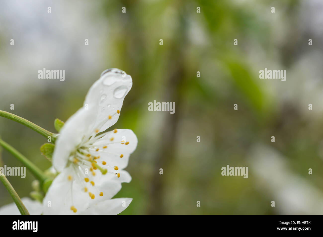 Rain on cherry tree hi-res stock photography and images - Alamy