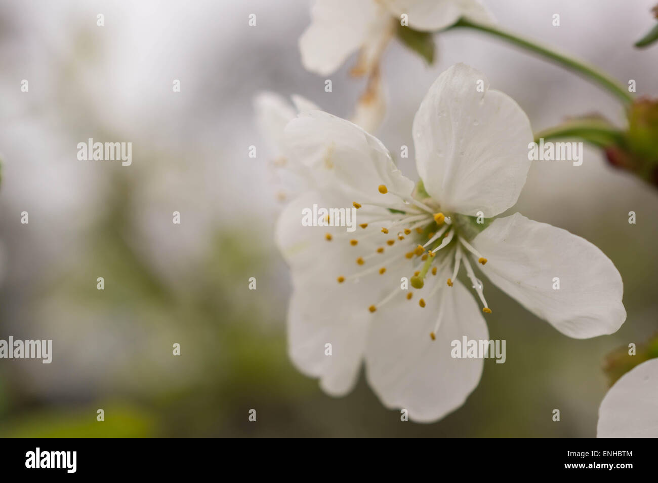 Rain on cherry tree hi-res stock photography and images - Alamy
