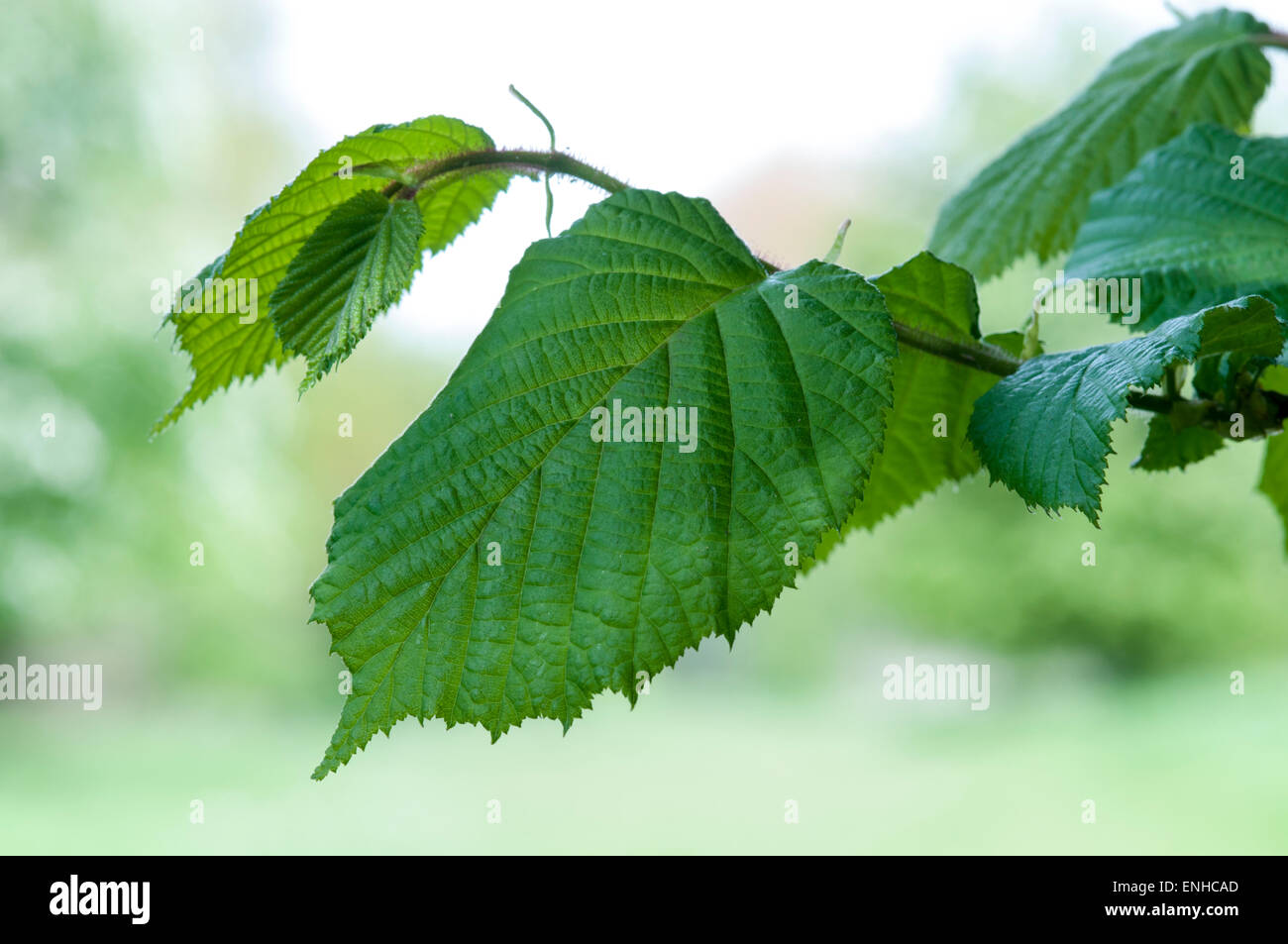 Newly emerged leaves hi-res stock photography and images - Alamy