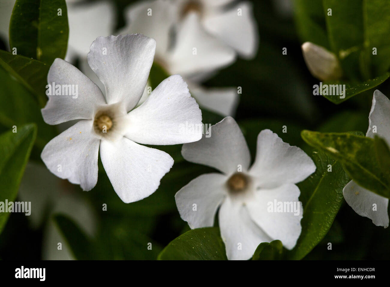 Periwinkle, Vinca minor 'Alba' White flowers Stock Photo - Alamy