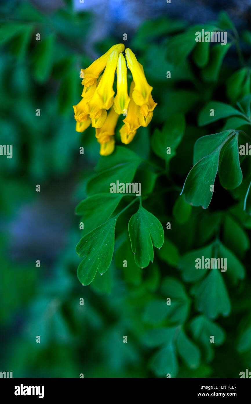 Corydalis lutea, Yellow Corydalis Stock Photo - Alamy