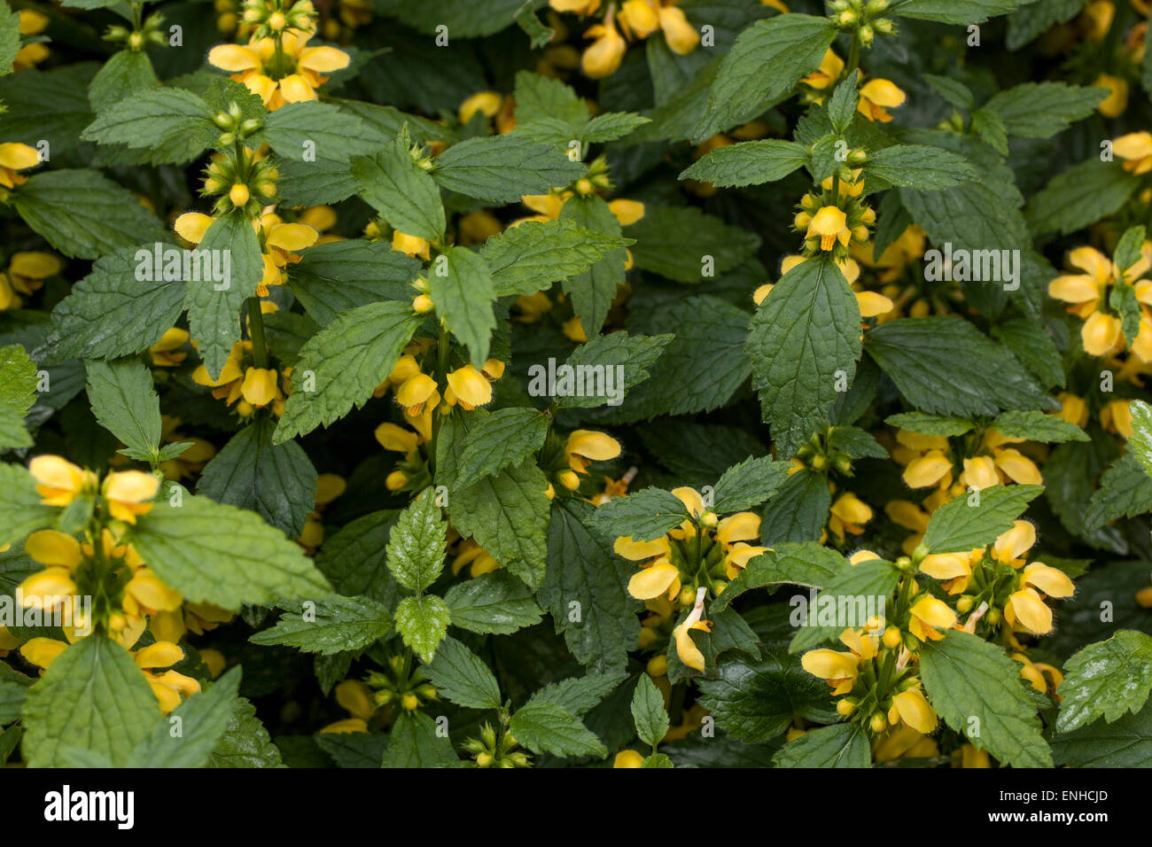Yellow archangel hi-res stock photography and images - Alamy