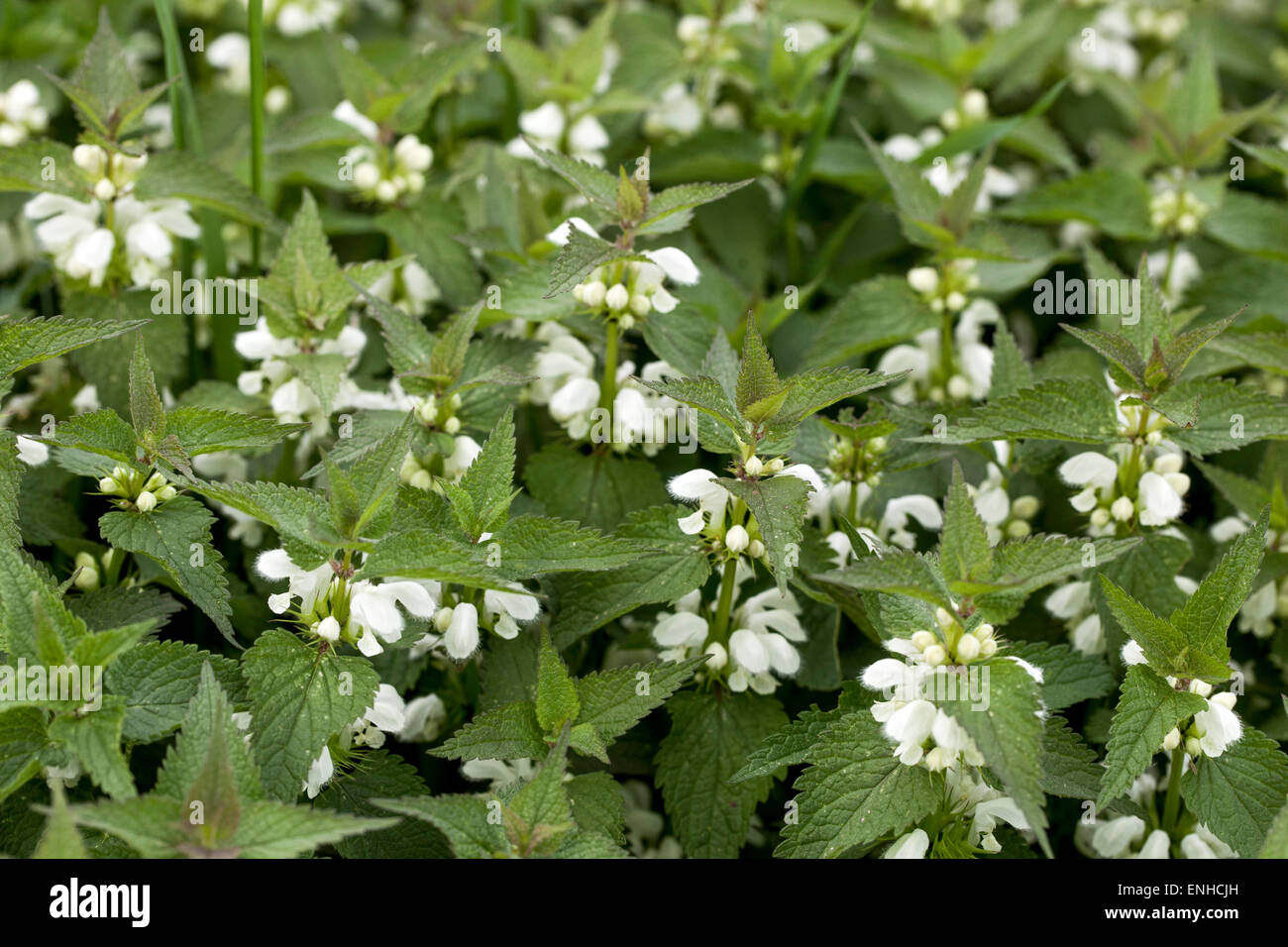 White dead-nettle, Lamium album Stock Photo - Alamy