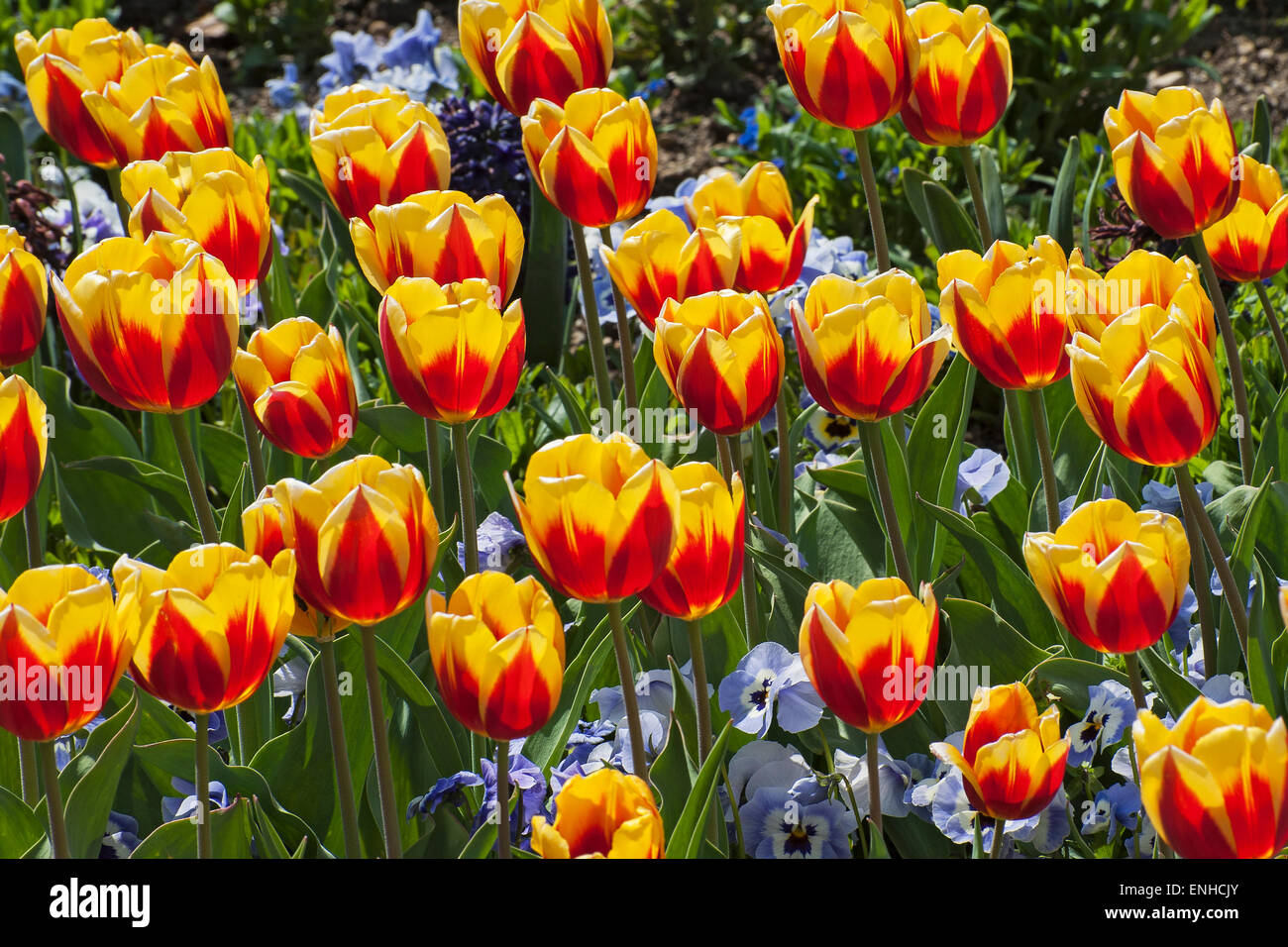 Tulips (Tulipa), Imperial Crown, botanical garden, Munich, Upper ...