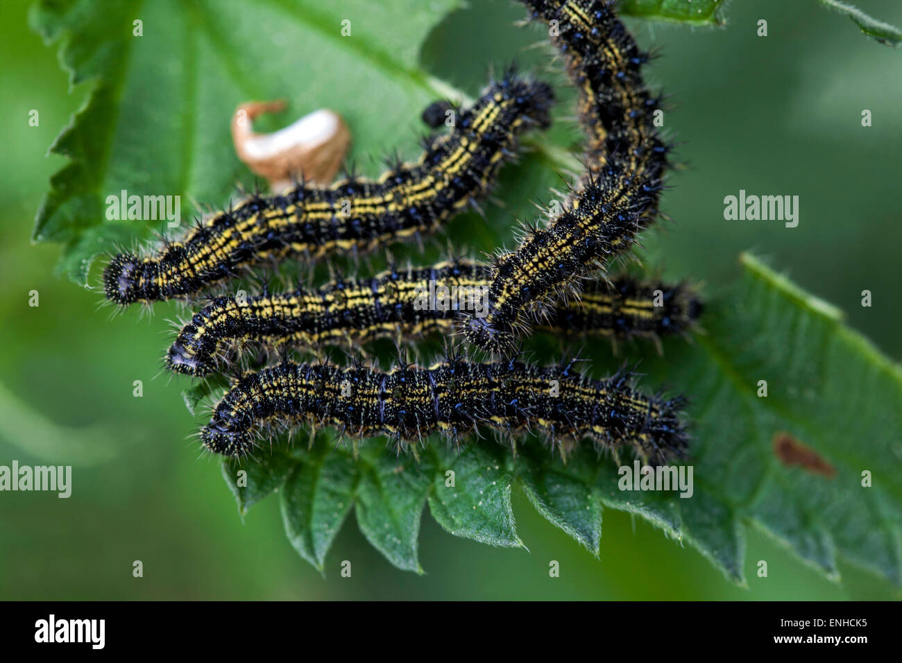 Small Tortoiseshell caterpillars, Aglais urticae on stinging nettle ...