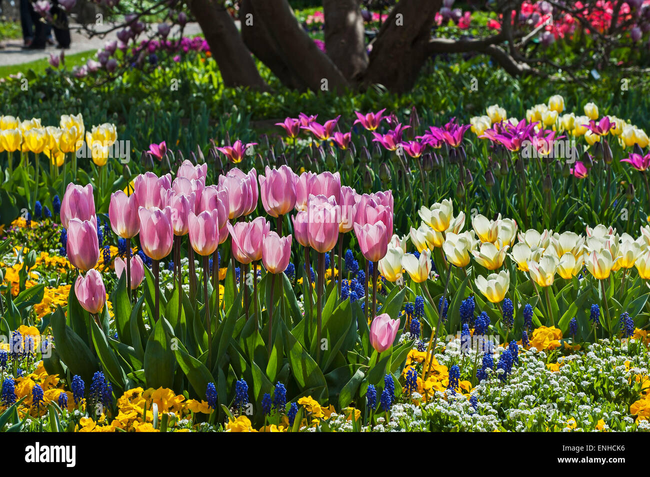 Tulipss (Tulipa), botanical garden, Munich, Upper Bavaria, Bavaria ...