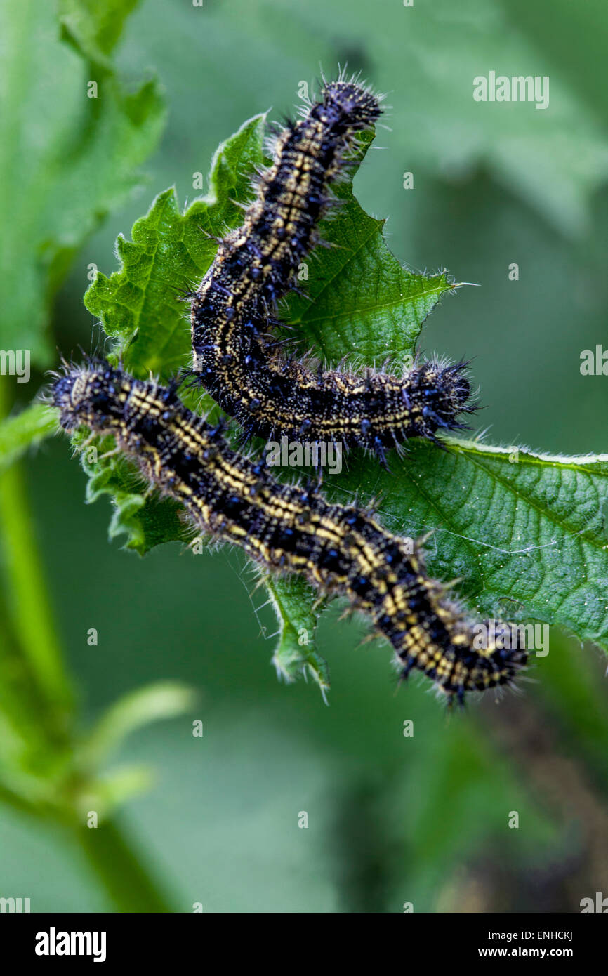 Small tortoiseshell caterpillars on nettle hi-res stock photography and ...