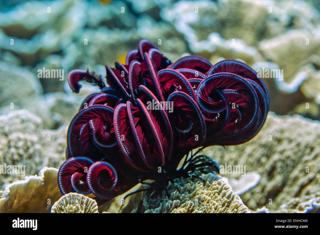 Red feather star or Crinoid (Crinoidea), Bali, Indonesia Stock Photo ...