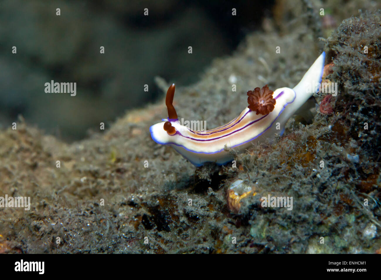 Striped nudibranch hi-res stock photography and images - Alamy