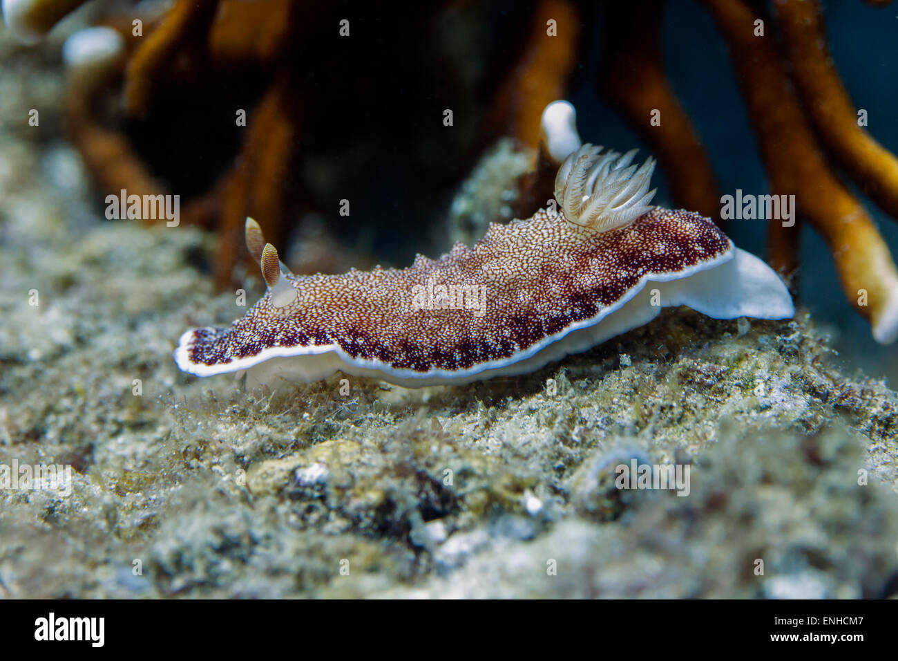 Reticulated Chromodoris sea slug (Chromodoris reticulata), Bali ...