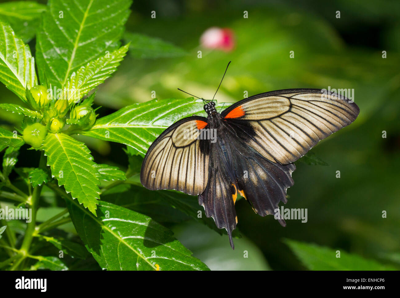 Swallowtail (Atrophaneura sp.), tropical butterfly in the butterfly ...