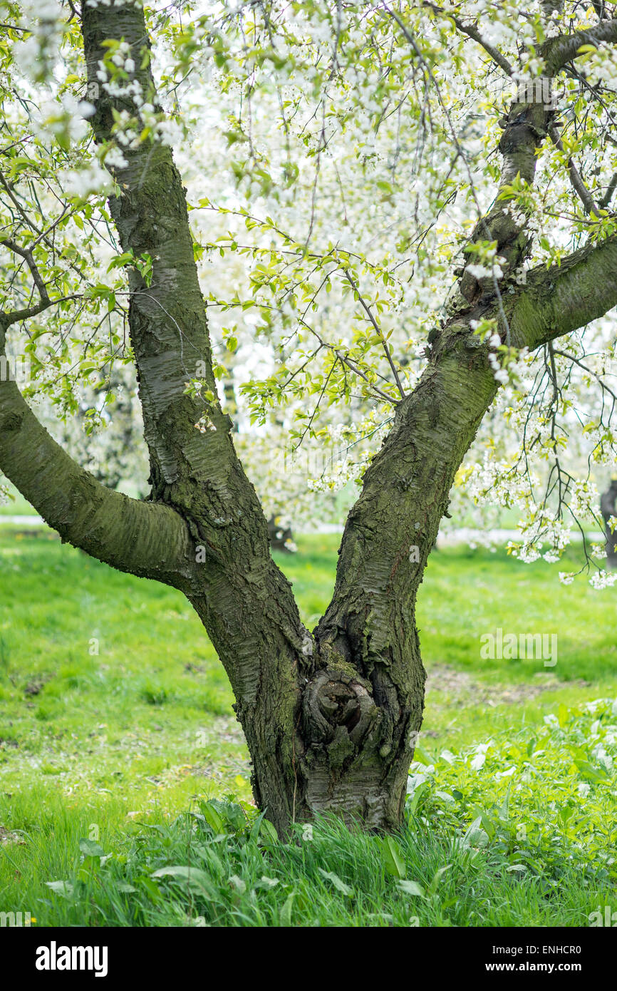 Old cherry tree hi-res stock photography and images - Alamy