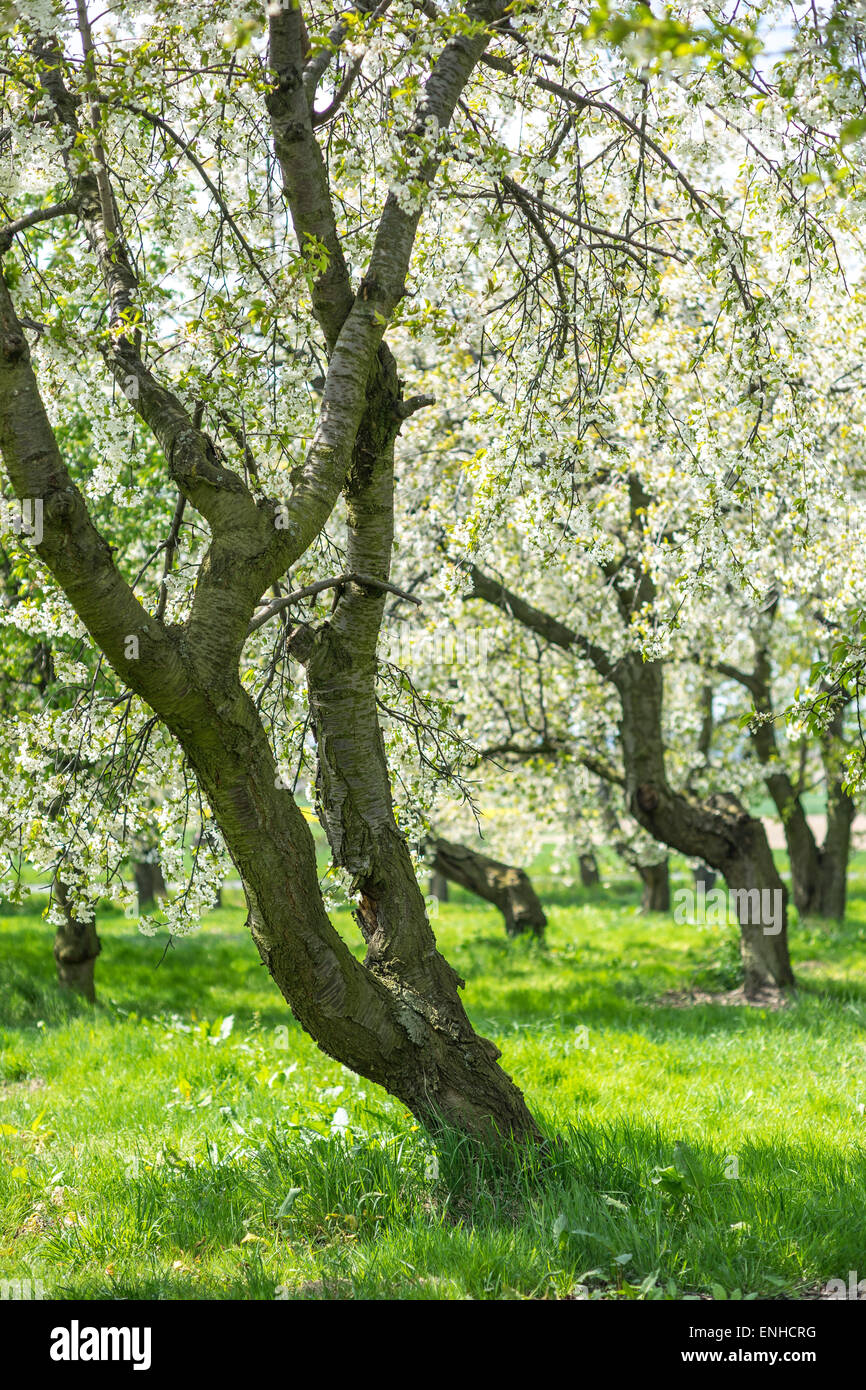 Gnarled crooked old cherry trees blooming Stock Photo - Alamy