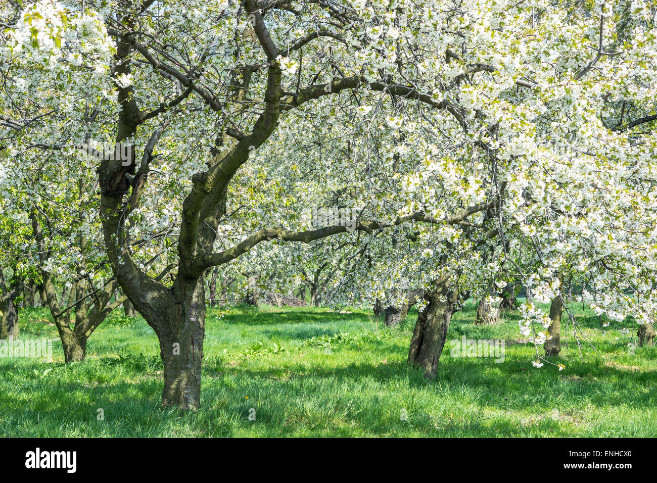 Gnarled crooked old cherry trees blooming orchard Stock Photo - Alamy